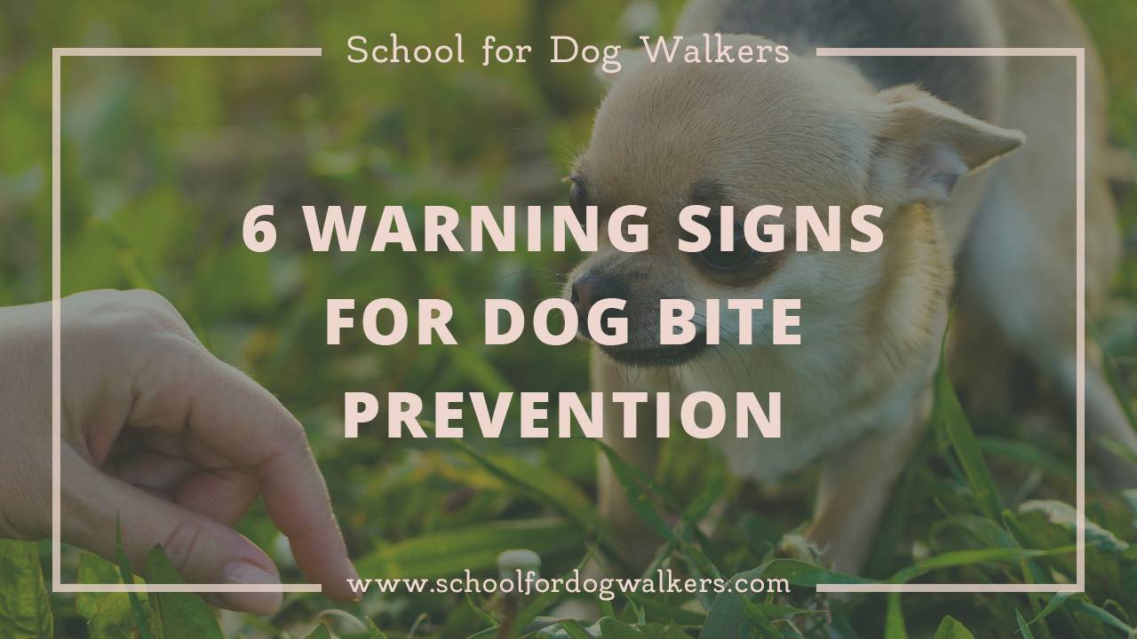 6 Signs a Dog is Going to Bite