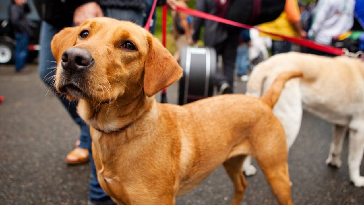 Everything You Need to Know for Taking Your Dog to a Festival