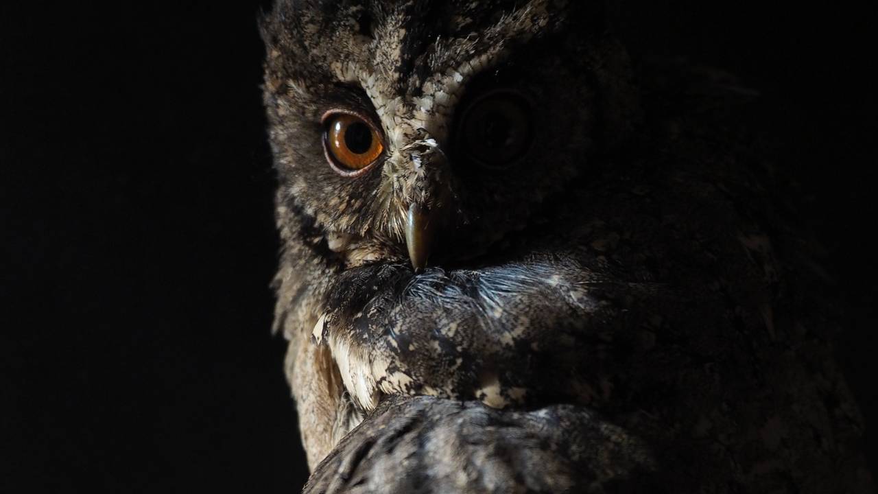 Awa Pia: The Night Owl Grandmother