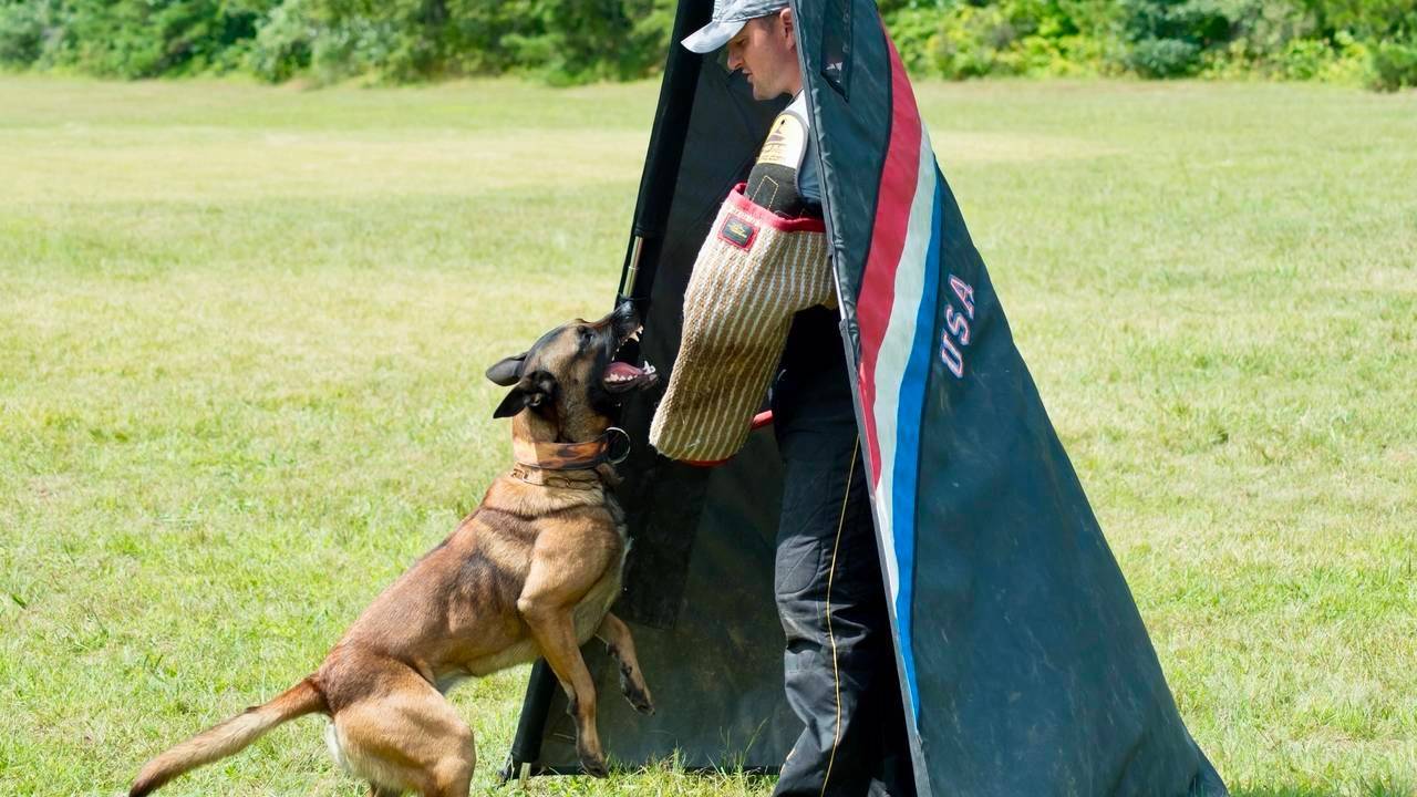 The IGP Canine Athlete Program | Sarasota Florida