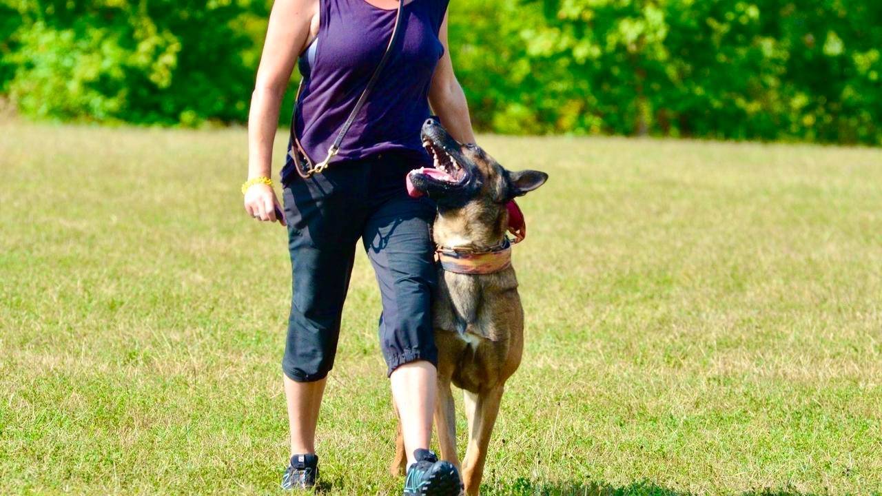 How to make high drive dogs performance safer during the hot months