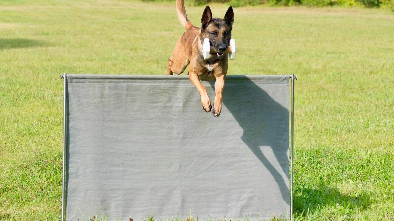 Fitness Training for IGP