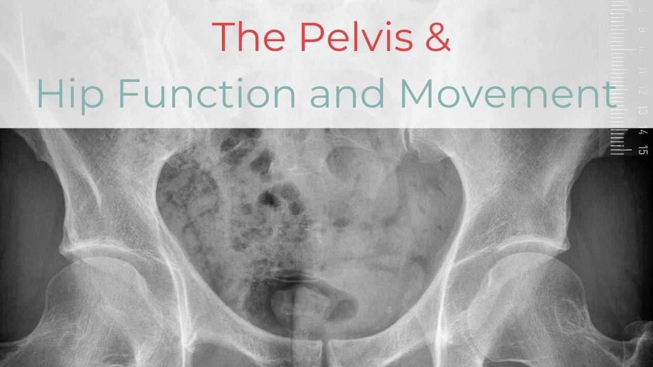 Pelvis Function and Movement