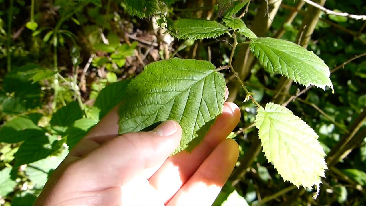 Tree & Plant ID Walk - North Eastern England