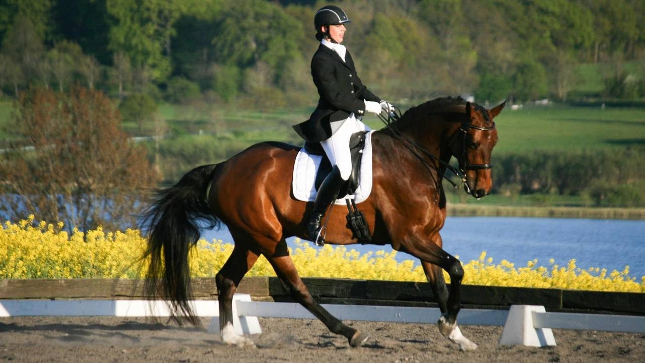 Træning af hest - Equifysio.dk, Rikke Riis