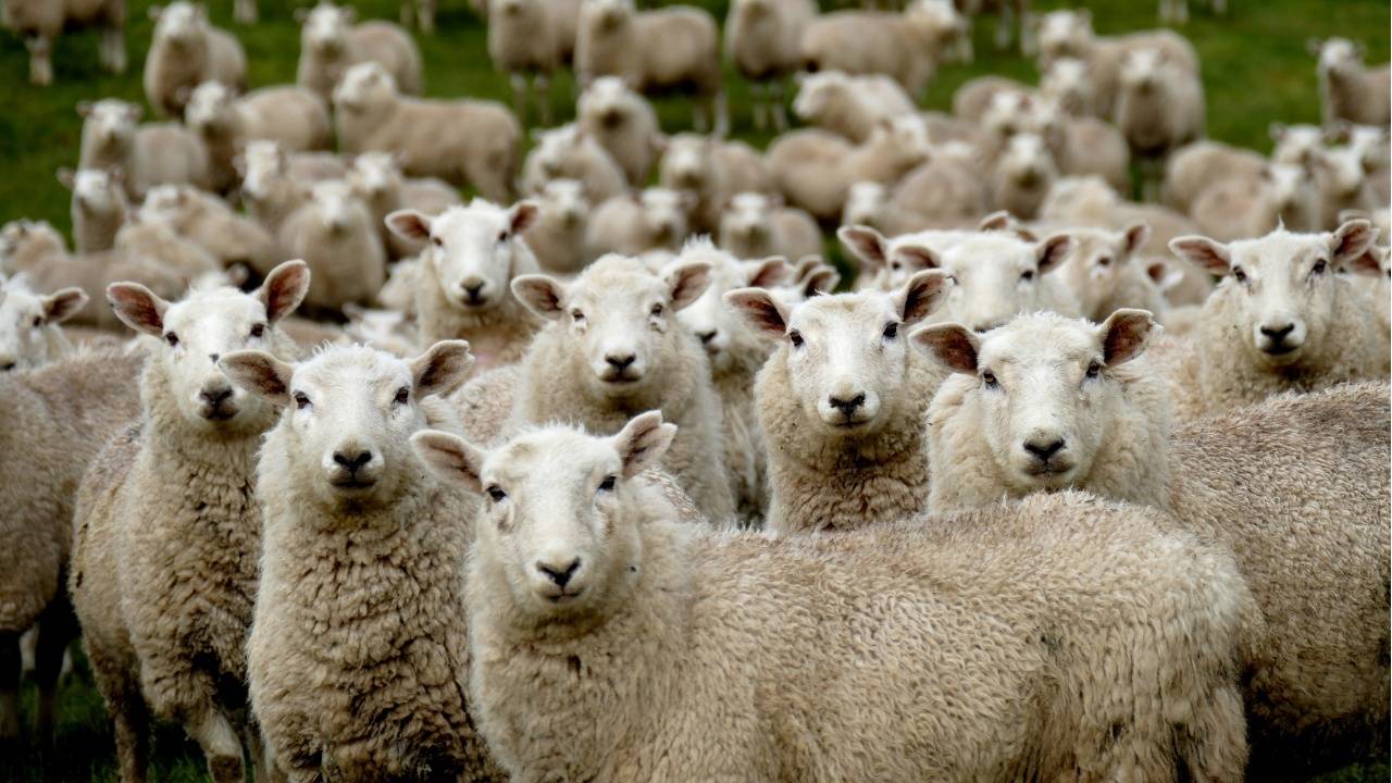 What Sheep Can Teach You About Recovery