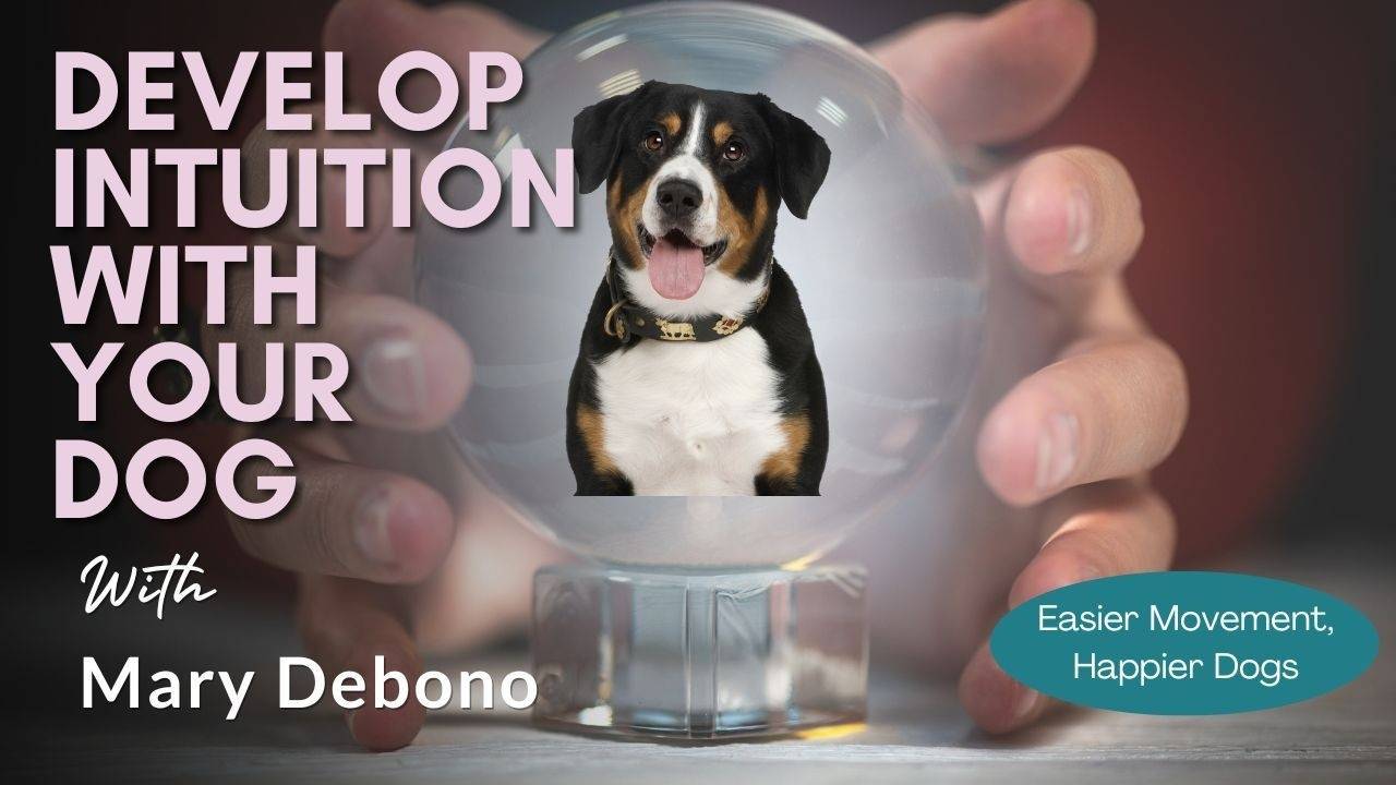 Develop Intuition with Your Dog