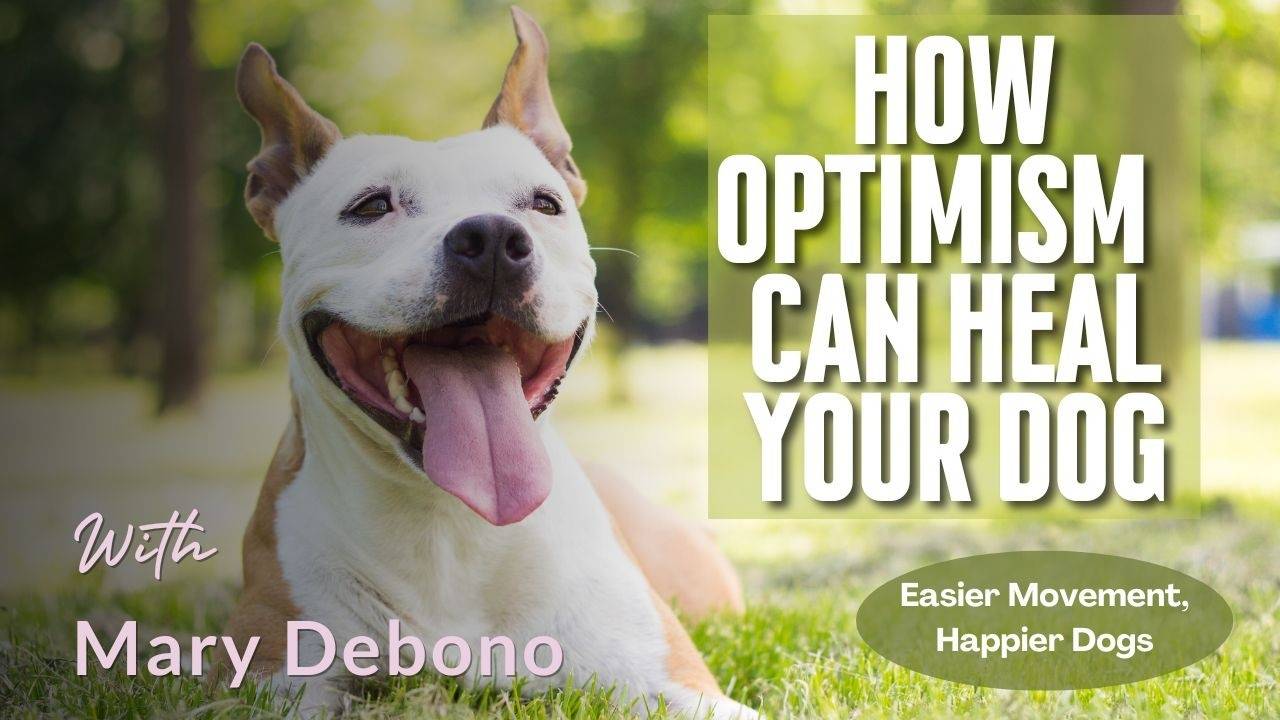 How Optimism Can Heal Your Dog