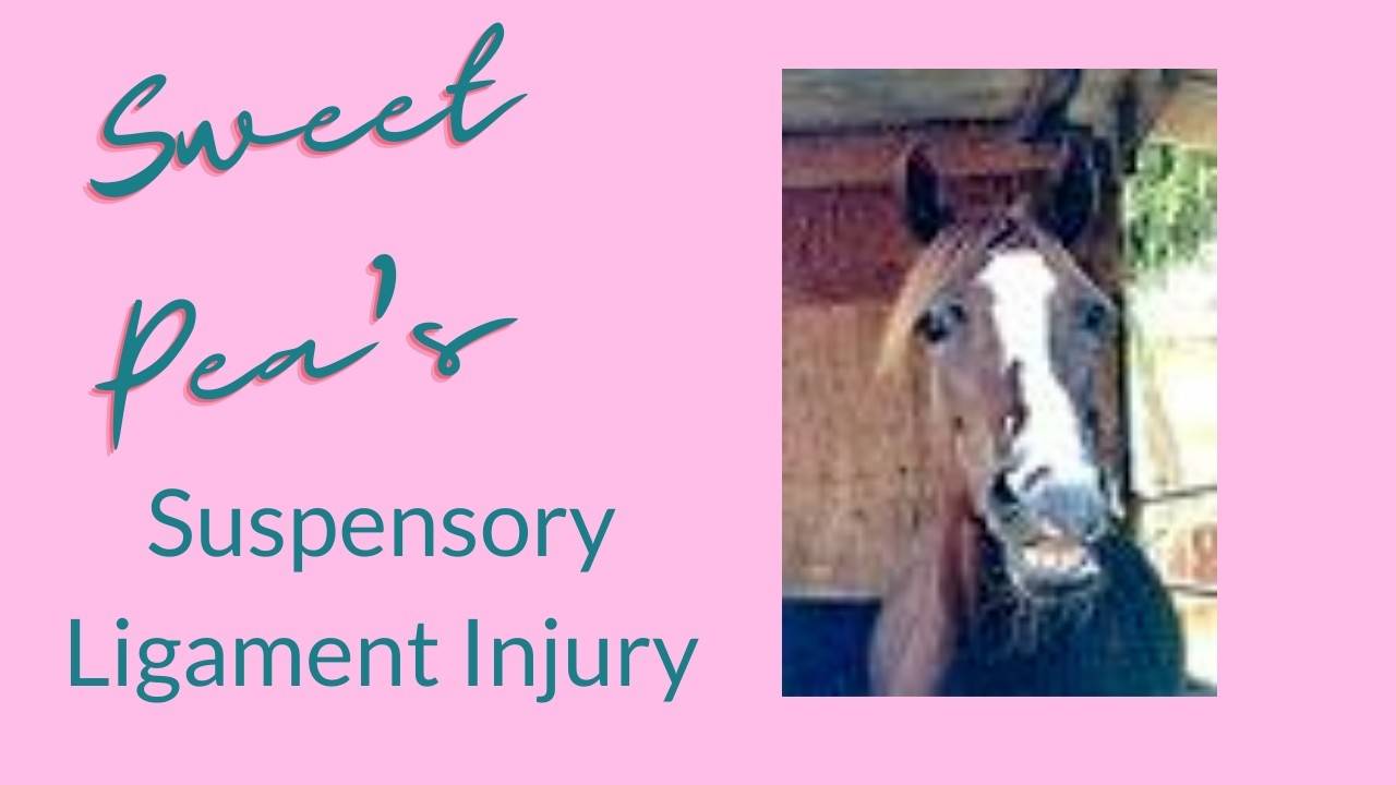 Healing Sweet Pea's Suspensory Ligament Injury