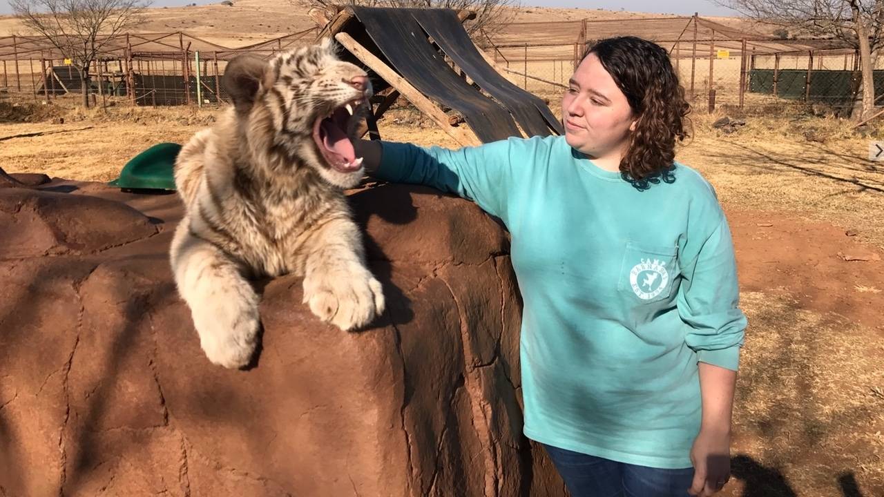 Benefits of a lion attack - sort of