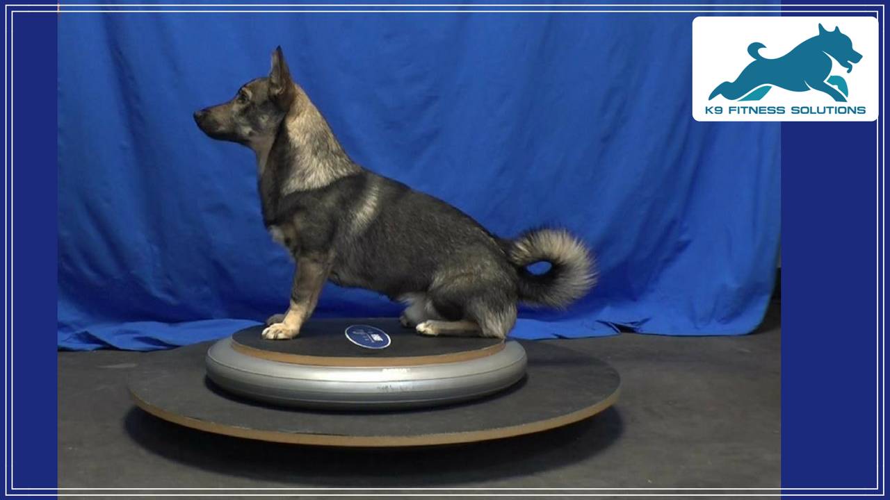 How Your Dog Learns to Balance