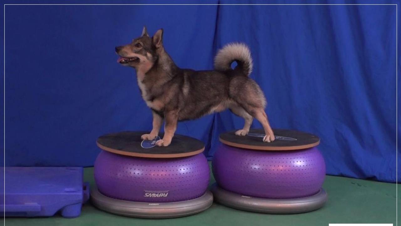 How exercise and balance training can make your dog smarter.