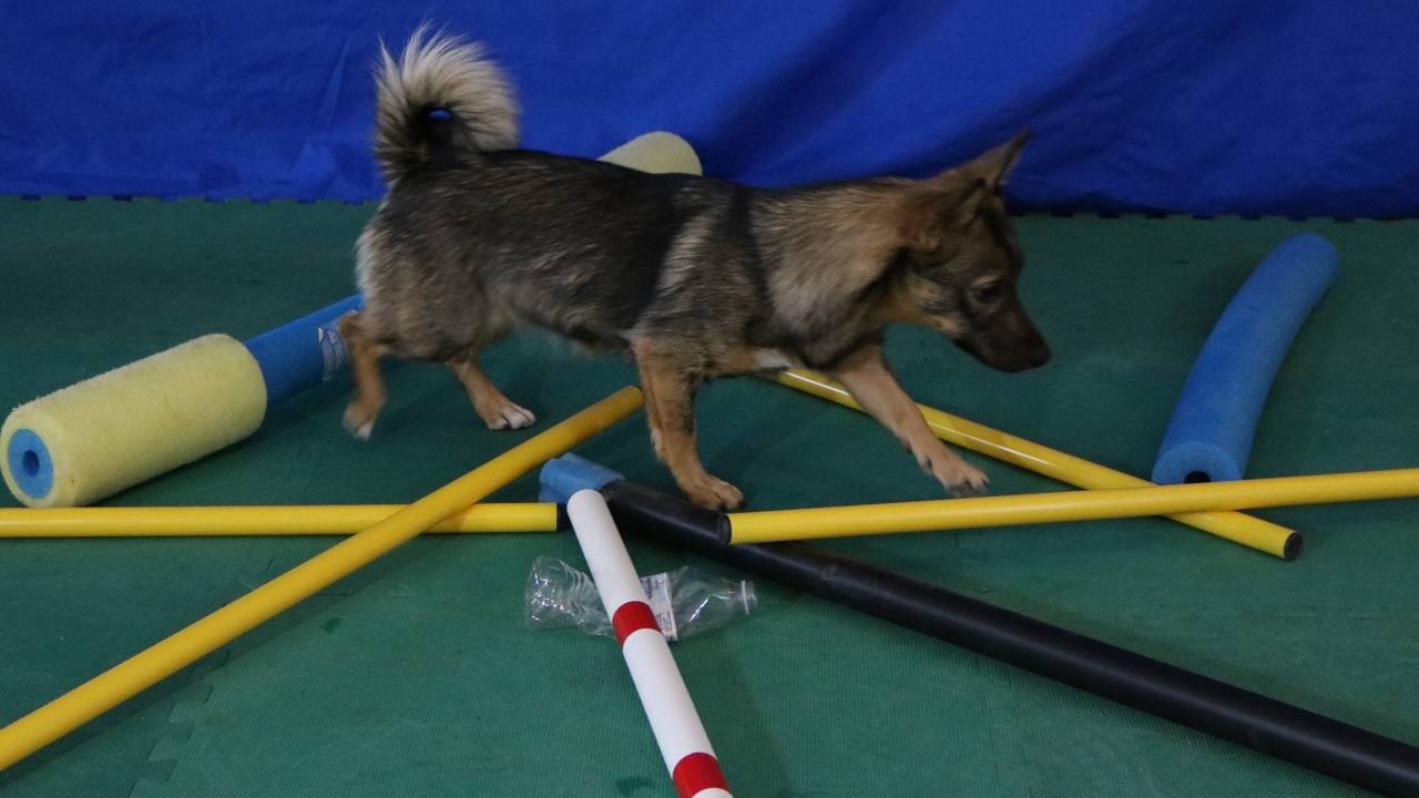 Focus and Fitness for Your Dog