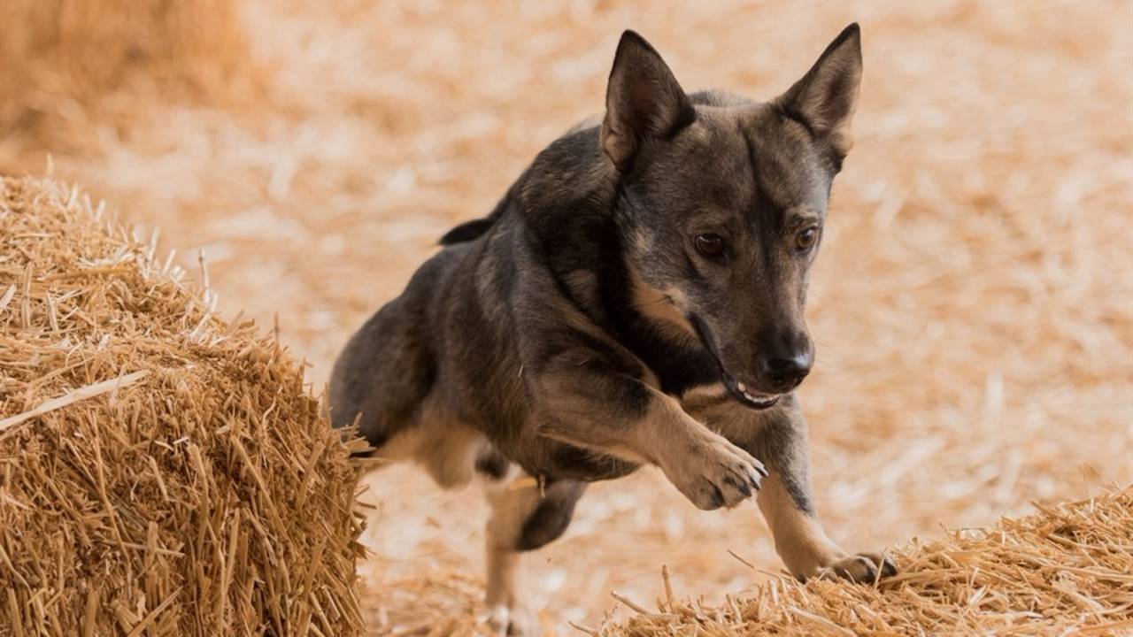 Building Muscle in your K9 Athlete