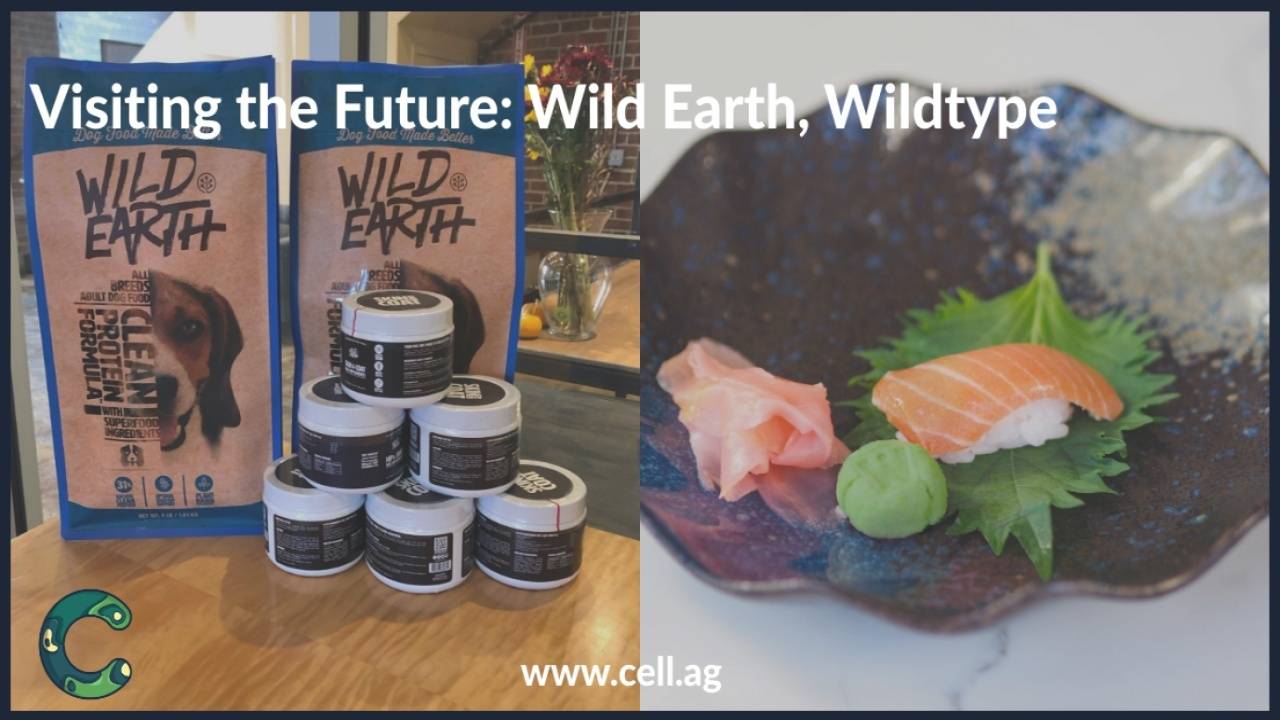 Visiting the Future: Wild Earth, Wildtype