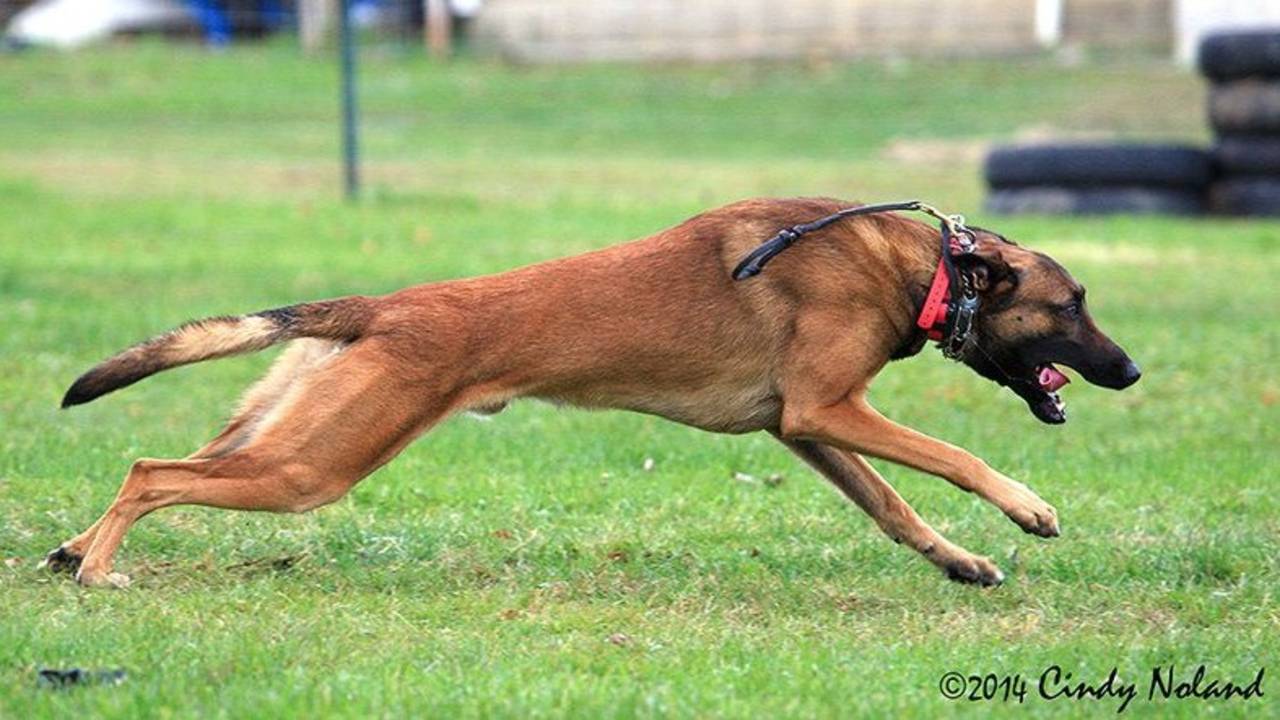 Northeast K9 Conditioning, LLC