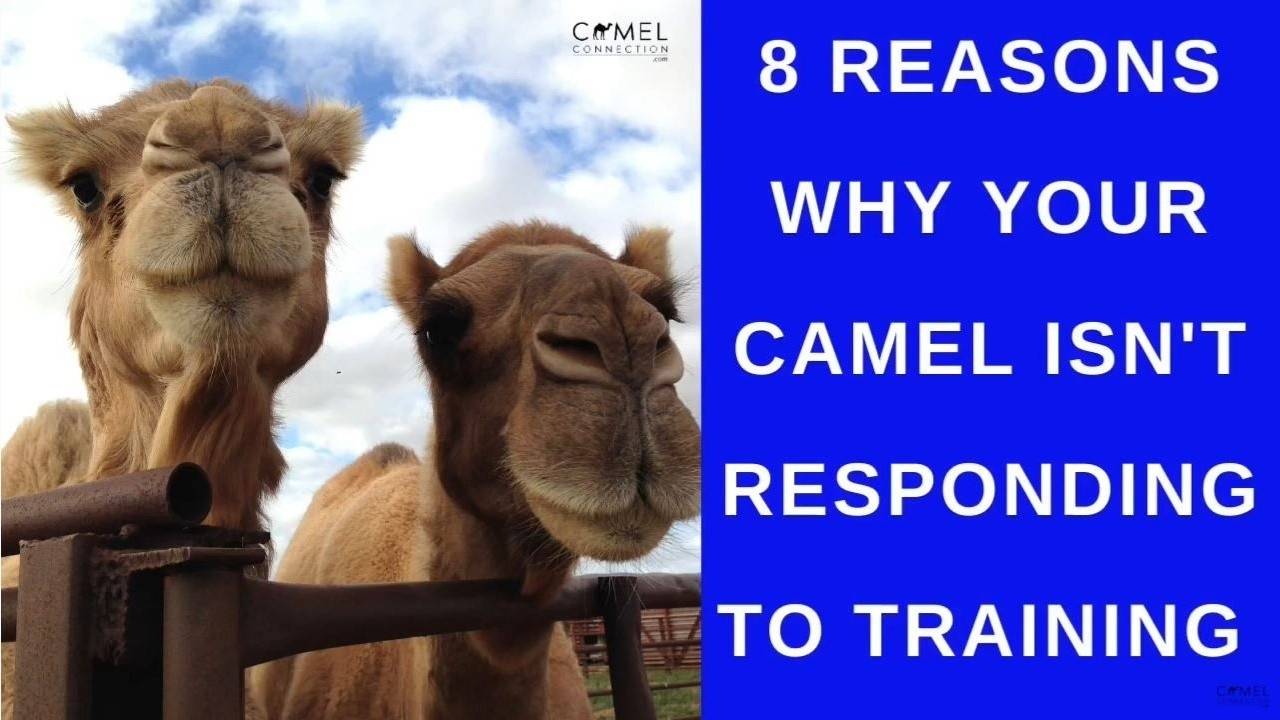 8 Reasons Why Your Camel Isn’t Responding To Training