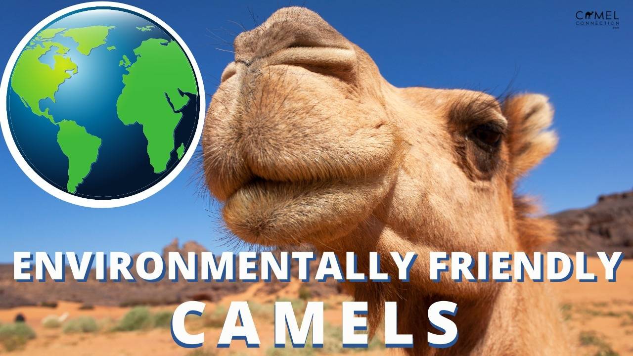 Earth & Environmentally Friendly Camels