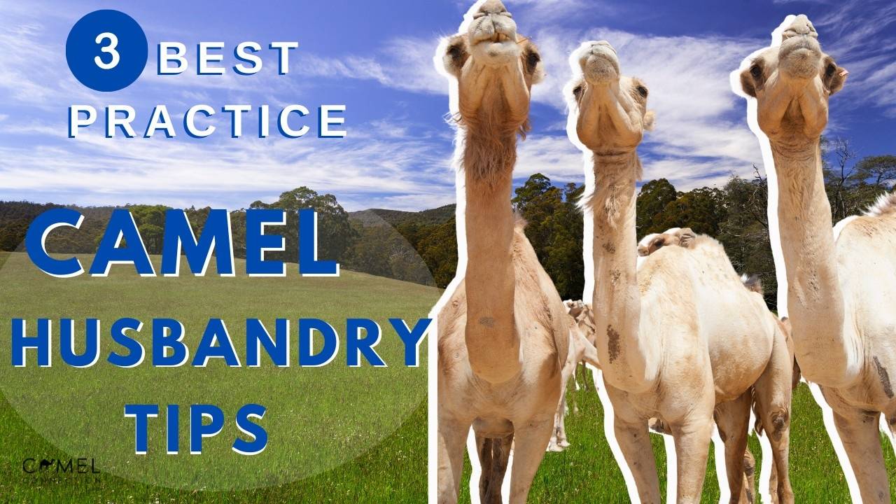 3 Best Practice Camel Husbandry Tips