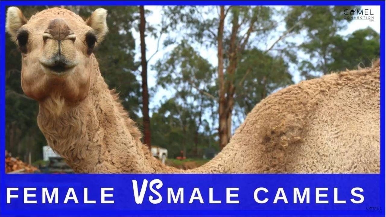 Female Vs Male Camels Which is Better To Have? [Camel Q&A]