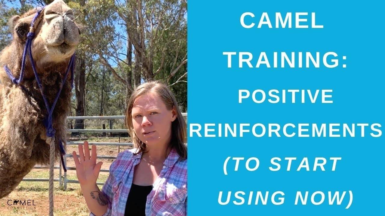 Camel Training: Positive Reinforcements To Start Using Now [Video]
