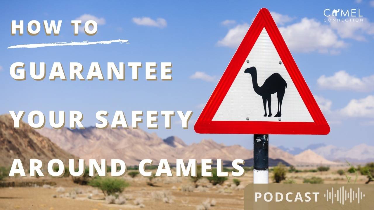 Guarantee Your Safety Around Camels
