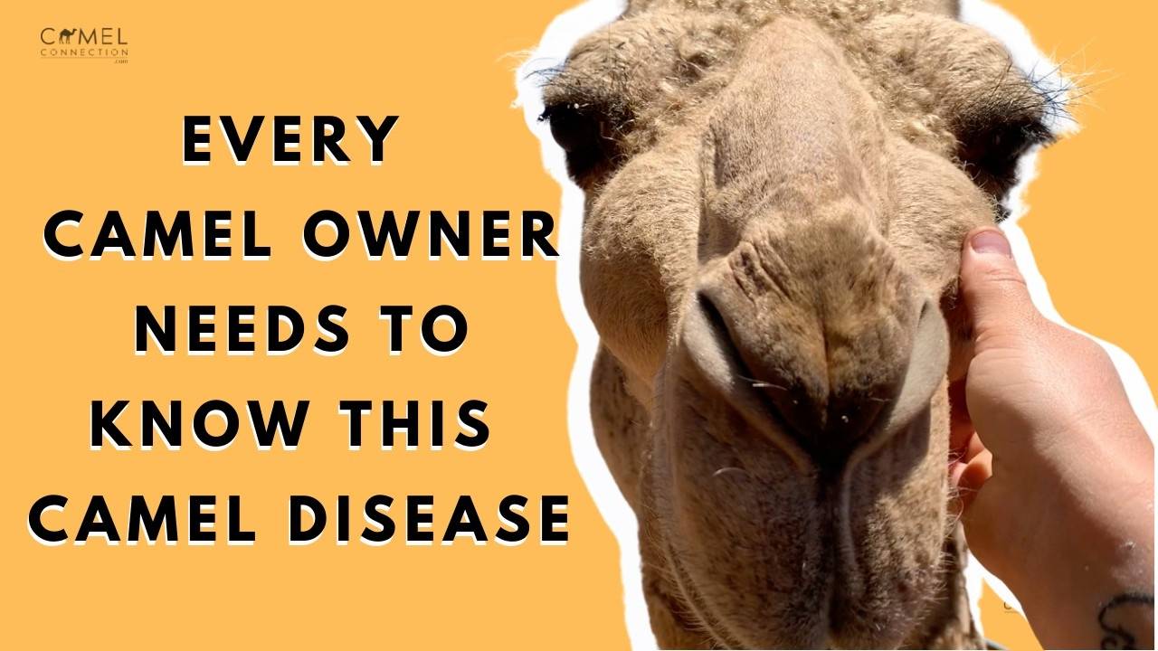Every Camel Owner Needs To Know: Osteodystrophy aka "Big Head"