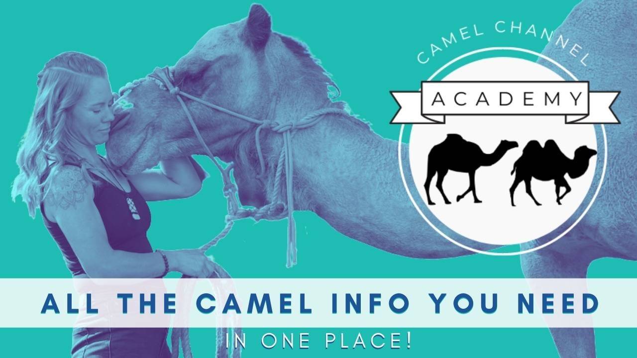 Camel Channel Academy | Camel Training, Handling, Husbandry & Wellness