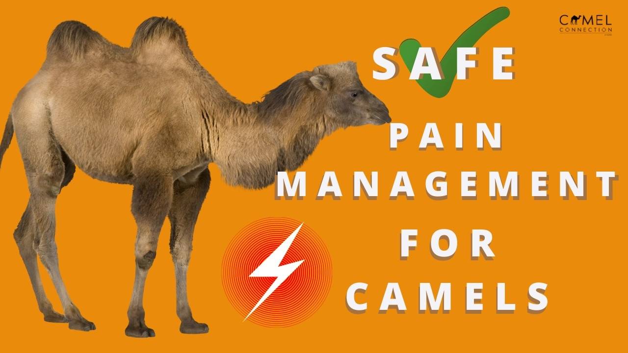 Pain Management For Camels - Camel Vet Talk
