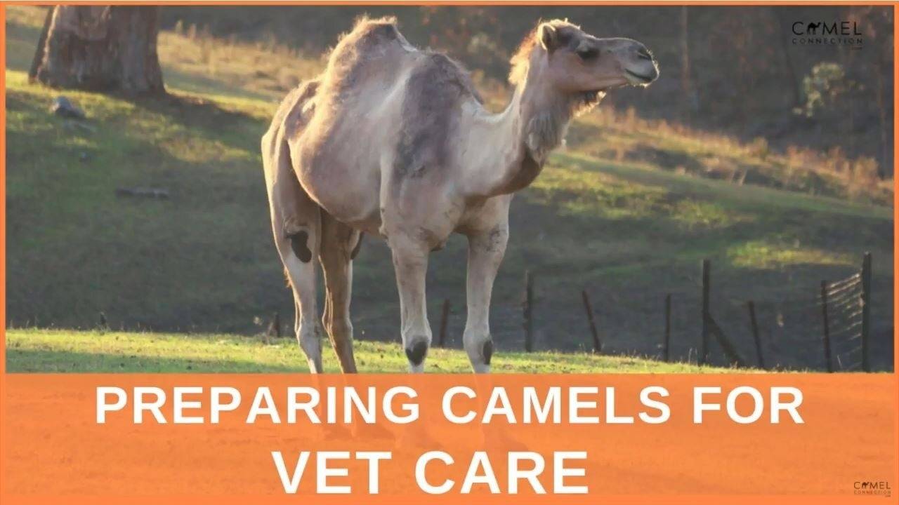 Preparing Camels For Vet Care: Camel Q&A