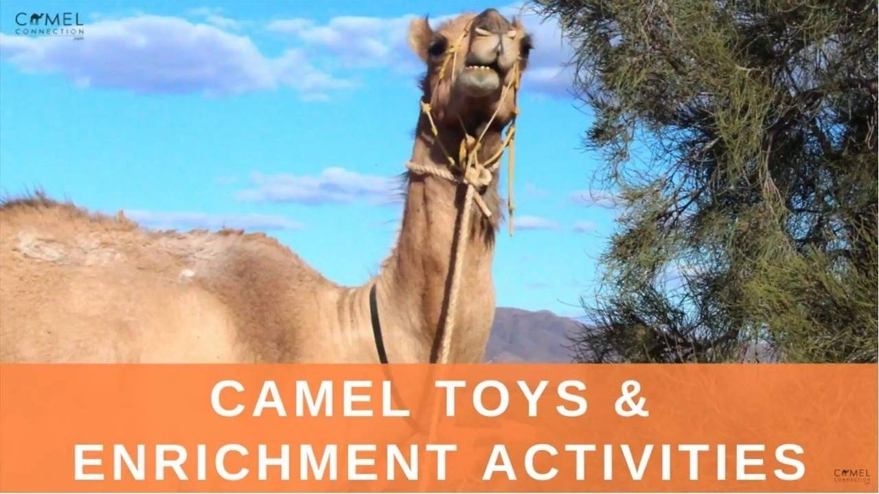 Camel Toys & Enrichment Activities