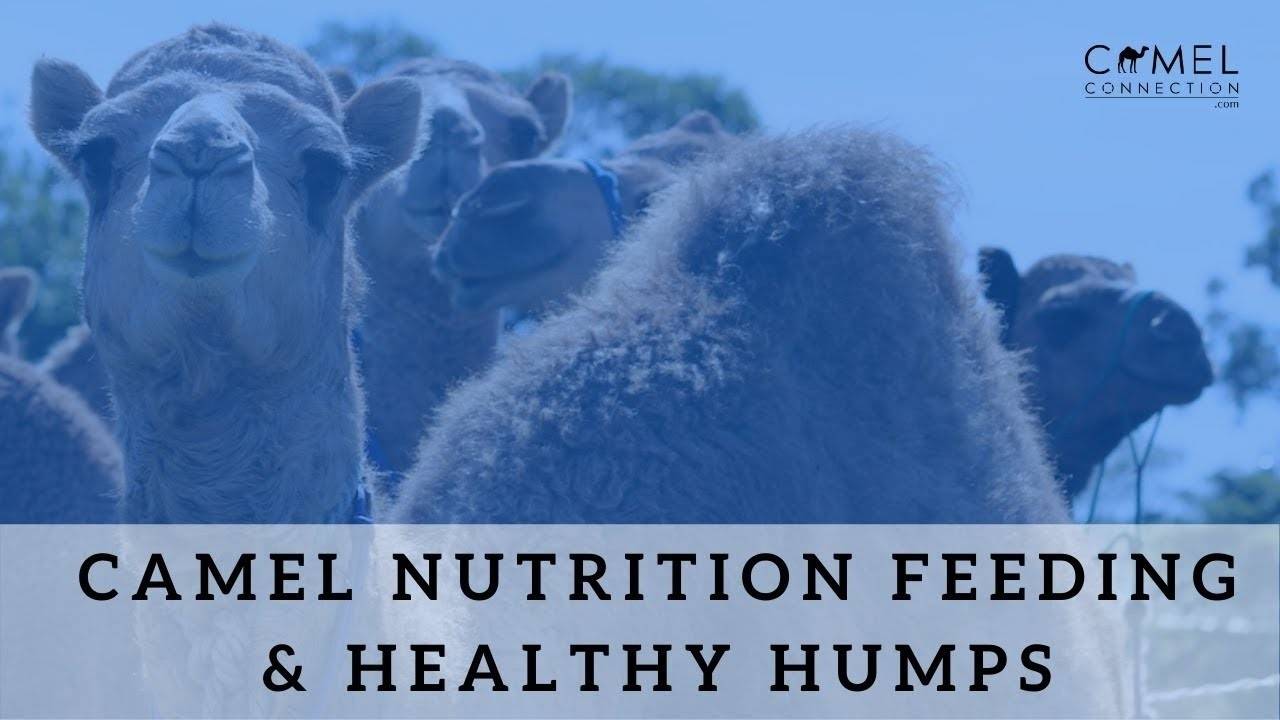 Camel Nutrition & Feeding Camels FREE LESSON