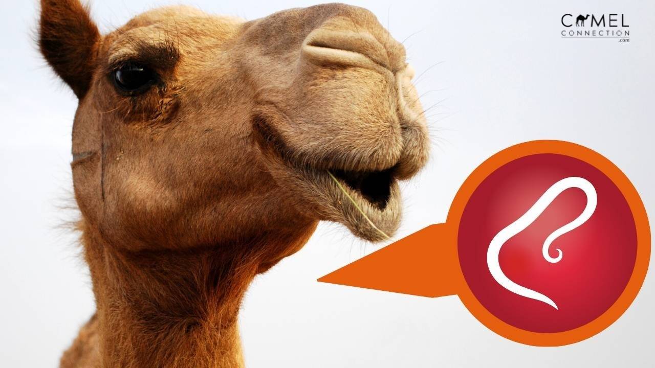 Why Camels NEED Salt & Why They're Prone to Parasites (worms)