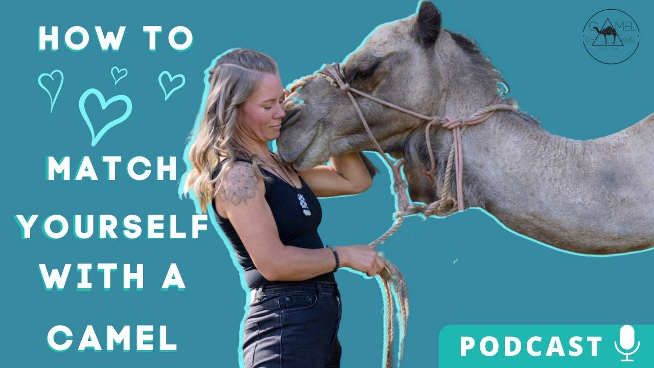 How To Buy & Match Yourself with a Camel