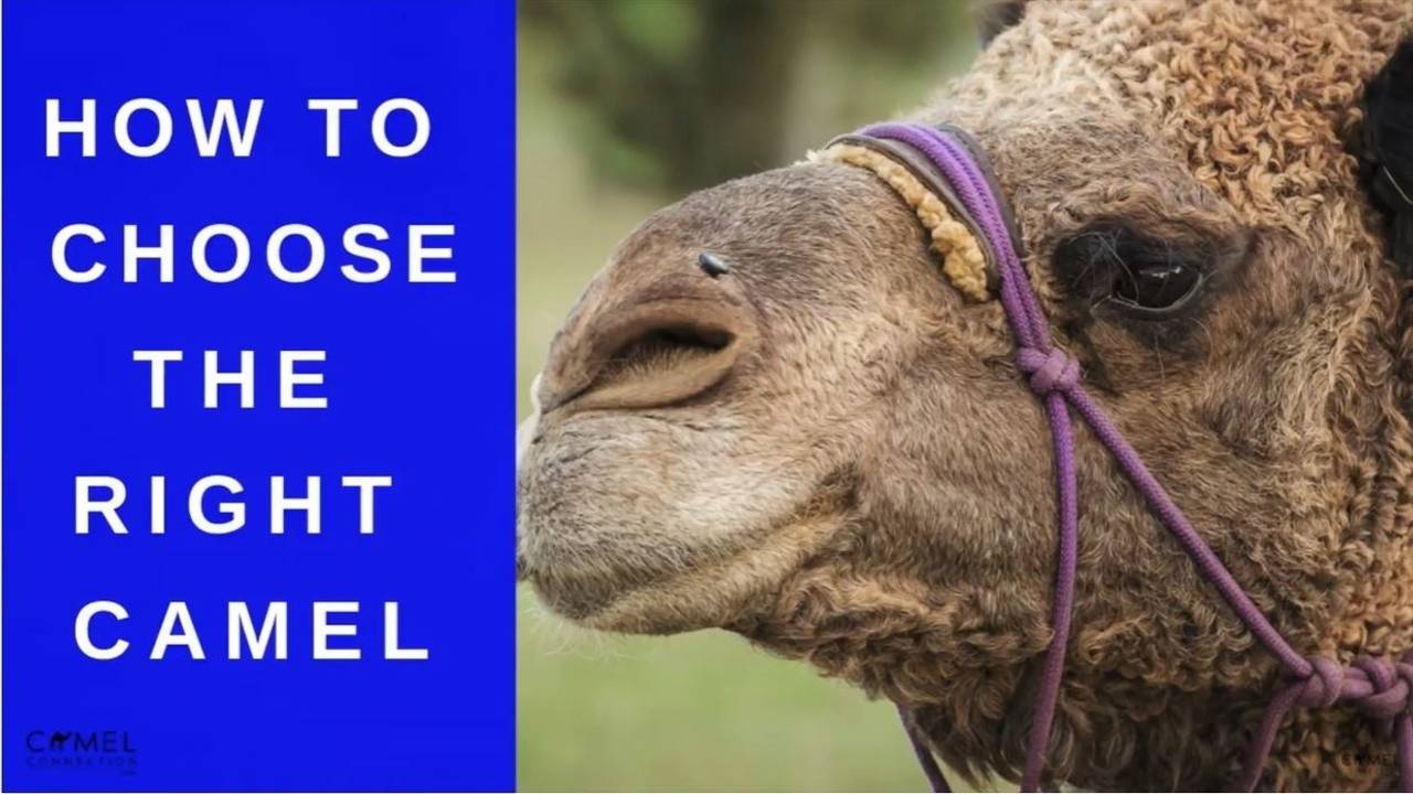 How To Choose The Right Camel