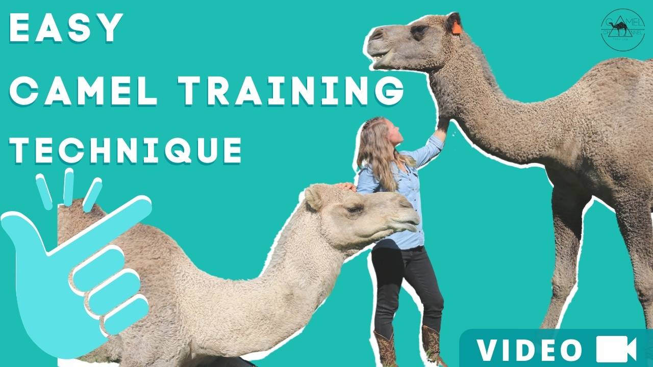 An Easy Camel Training Technique!
