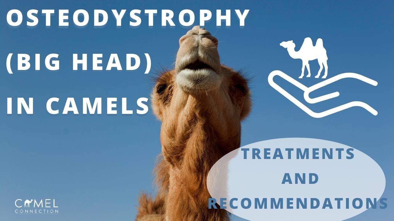 Osteodystrophy (Big Head) in Camels: Treatment Recommendations