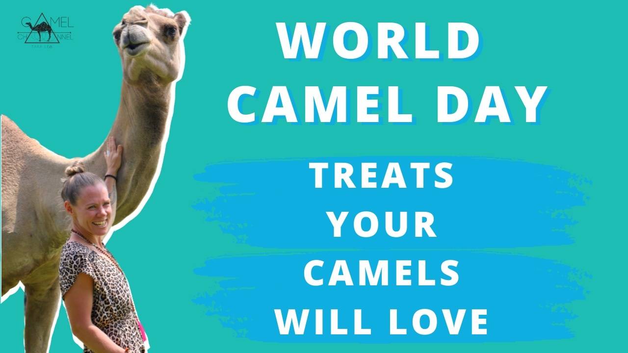 World Camel Day: Treats Your Camels Will Love