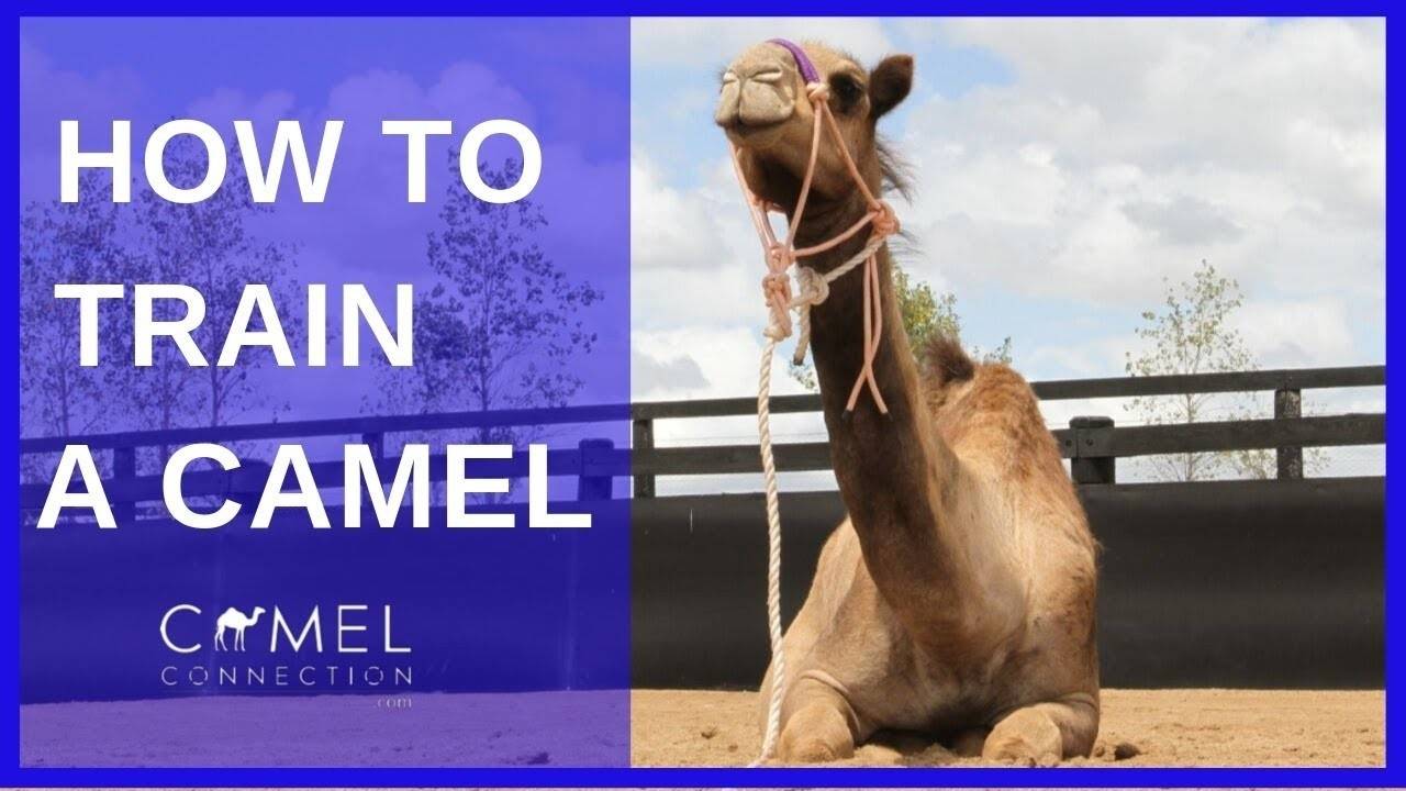 How To Train a Camel