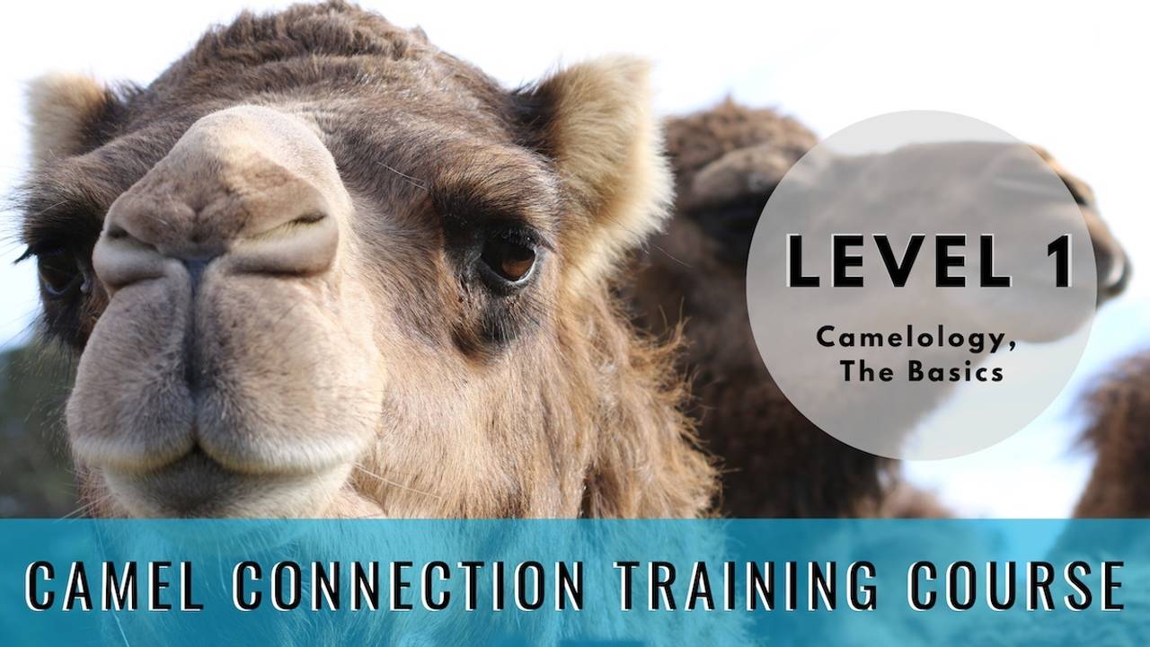 Camel Connection Training Course (Level 1)