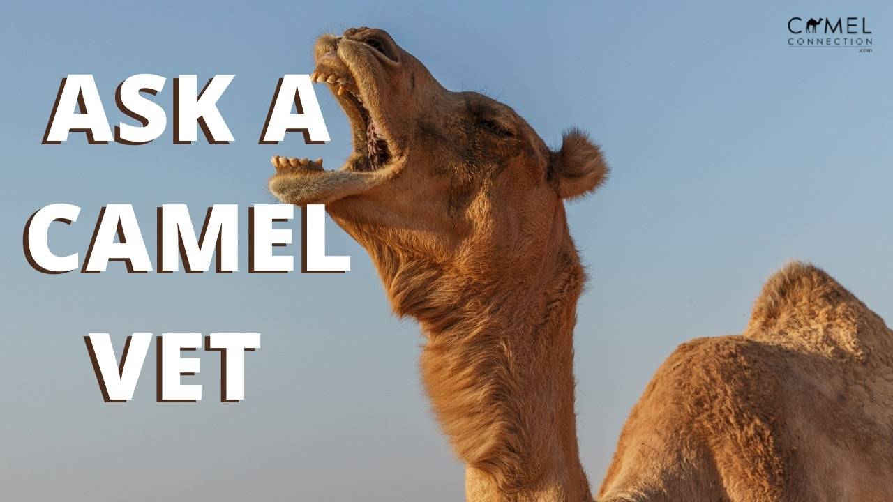 Ask a Camel Vet