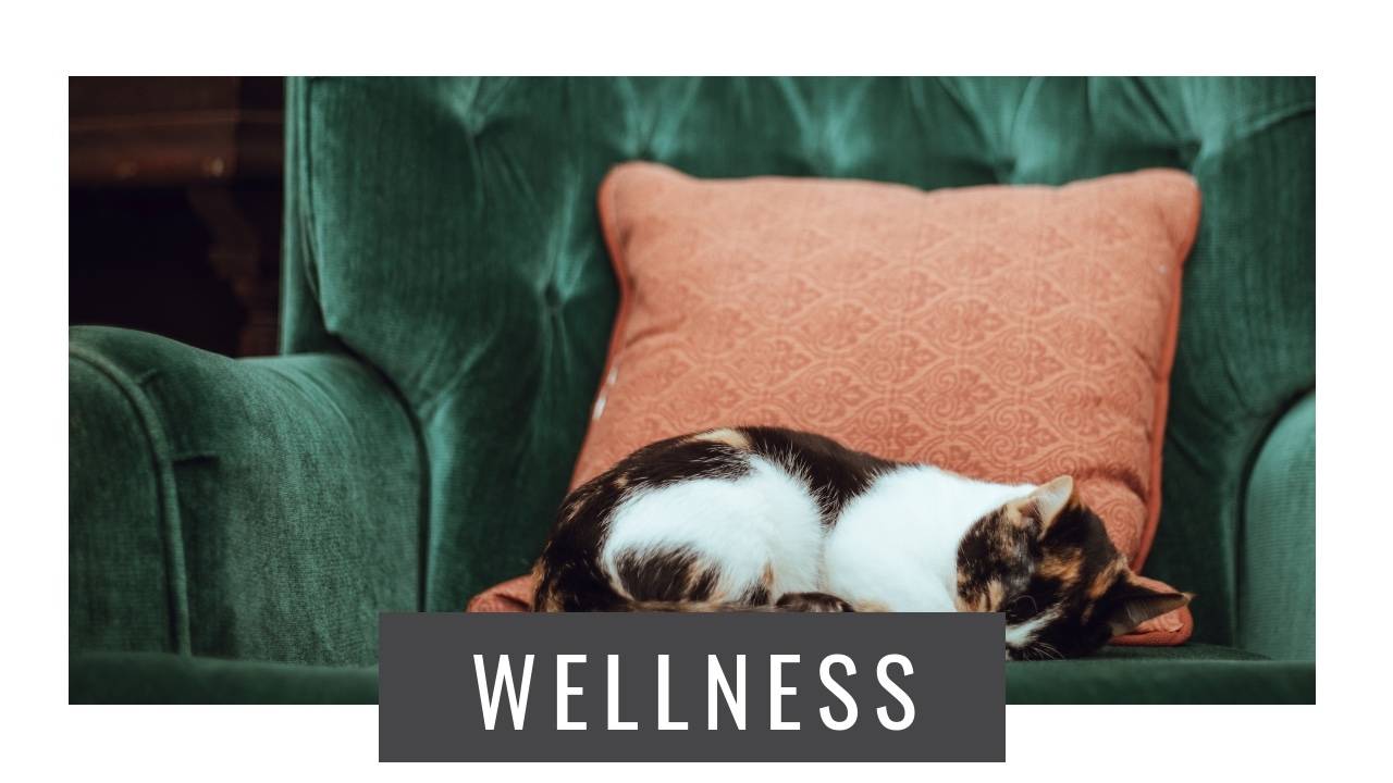 [BIOHACK]: How To Be A Nap Ninja