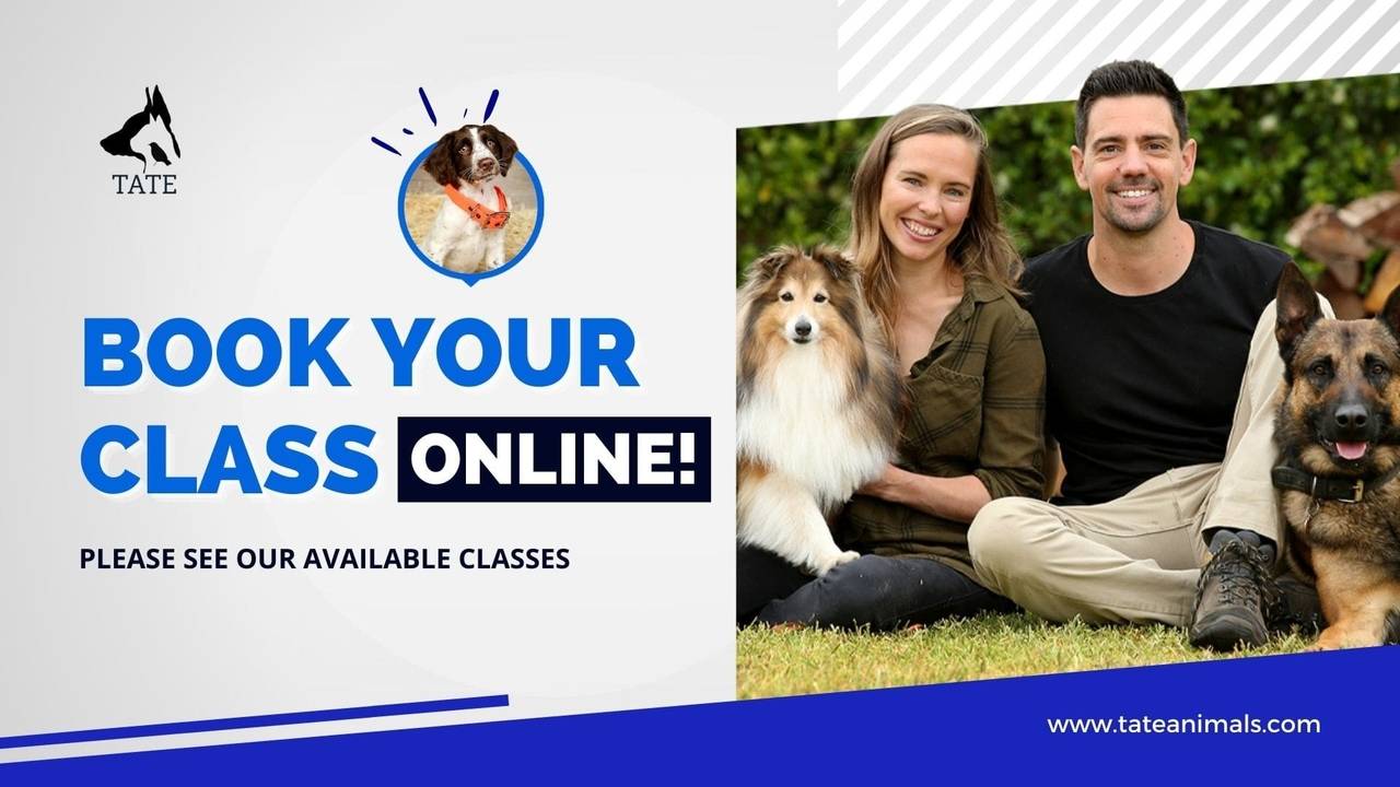 Class Booking | Tate Animals