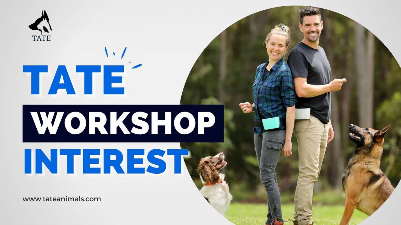 Tate Animals Workshops