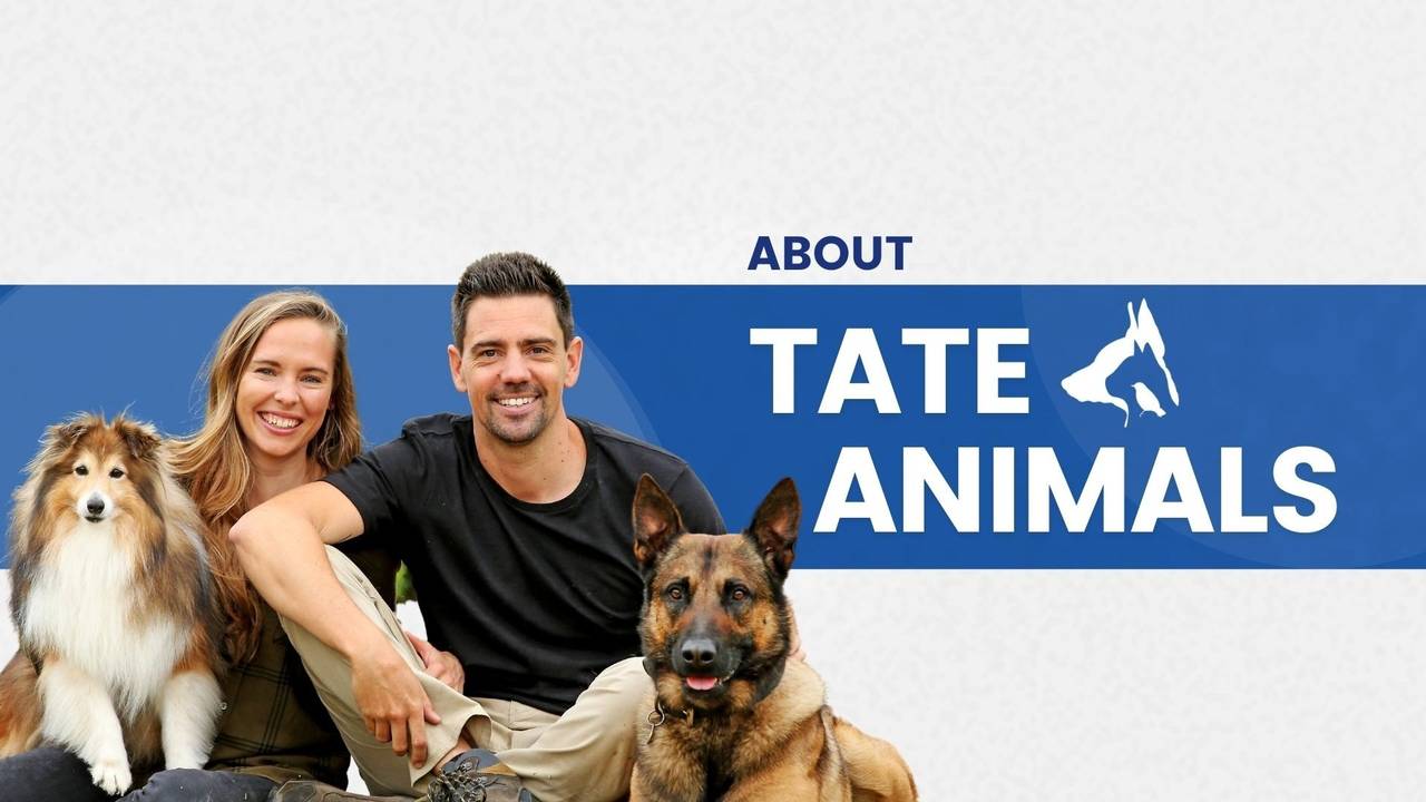 About TATE Animals