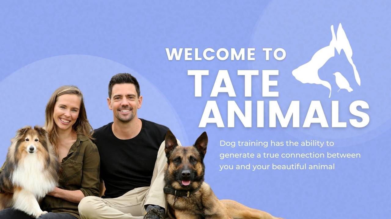 Tate Animals