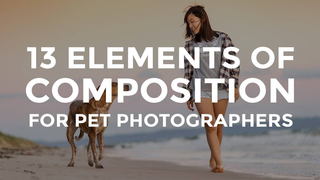 13 Elements of Composition for Pet Photographers