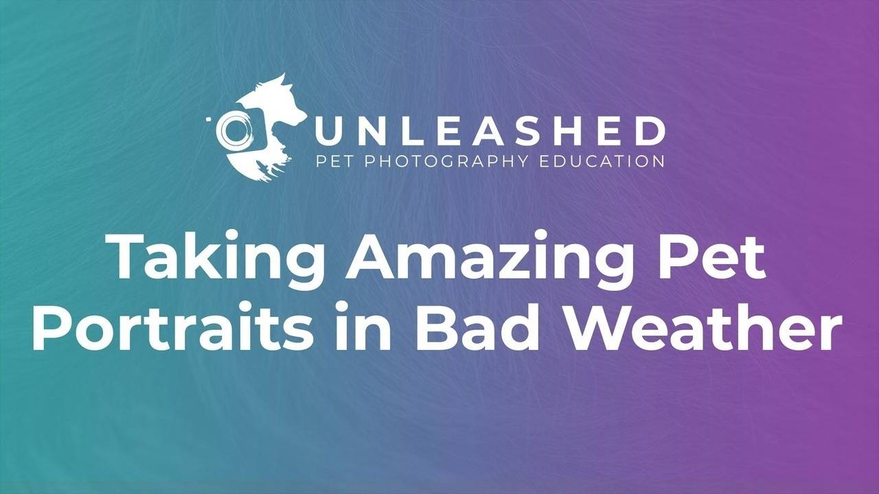 Taking Amazing Pet Portraits in Bad Weather