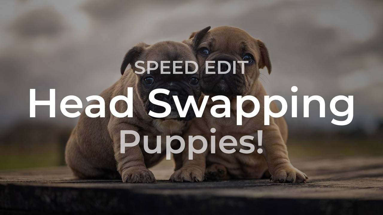 Head Swapping Puppies!