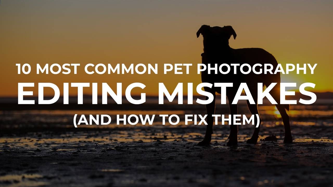 10 Most Common Pet Photography Editing Mistakes (and how to fix them)